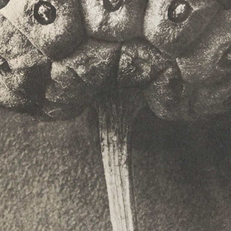 Karl Blossfeldt Black White Flower Photogravure Botanic Photography ...