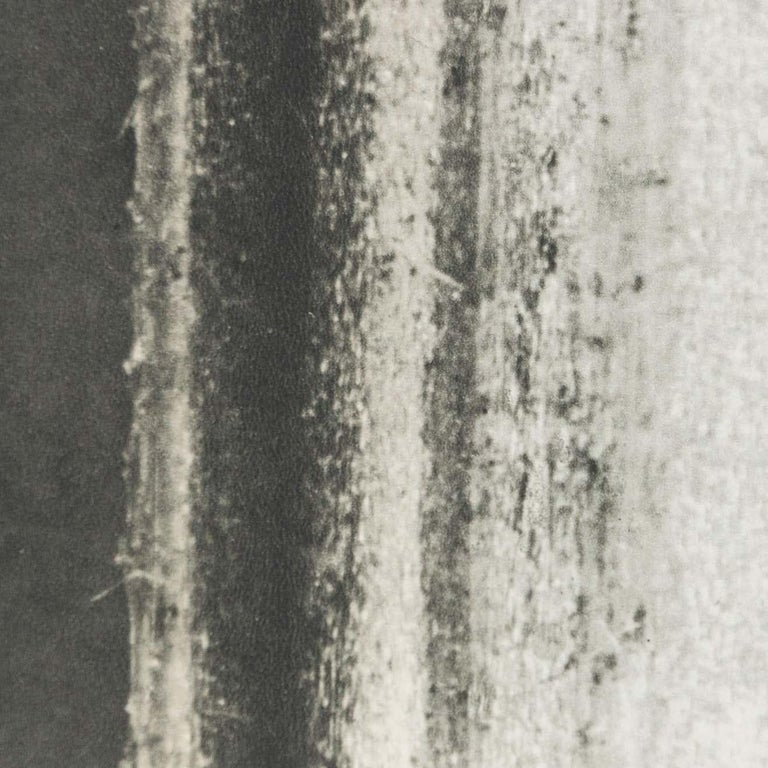 Karl Blossfeldt Black White Flower Photogravure Botanic Photography ...