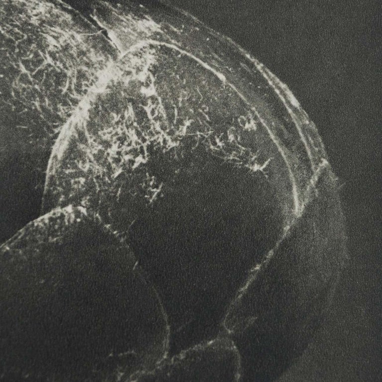 Karl Blossfeldt Black White Flower Photogravure Botanic Photography ...