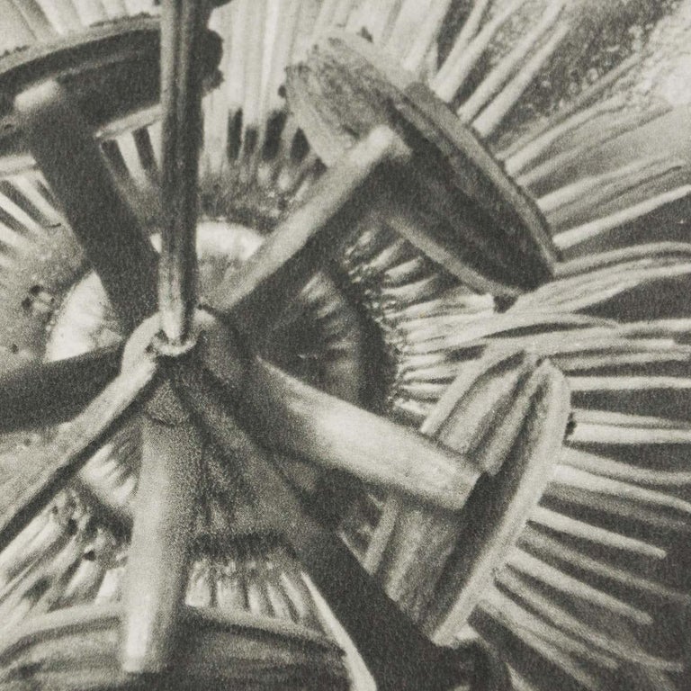 Karl Blossfeldt Black White Flower Photogravure Botanic Photography ...