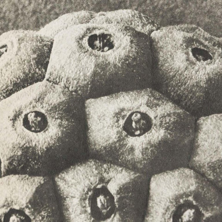 Karl Blossfeldt Black White Flower Photogravure Botanic Photography ...