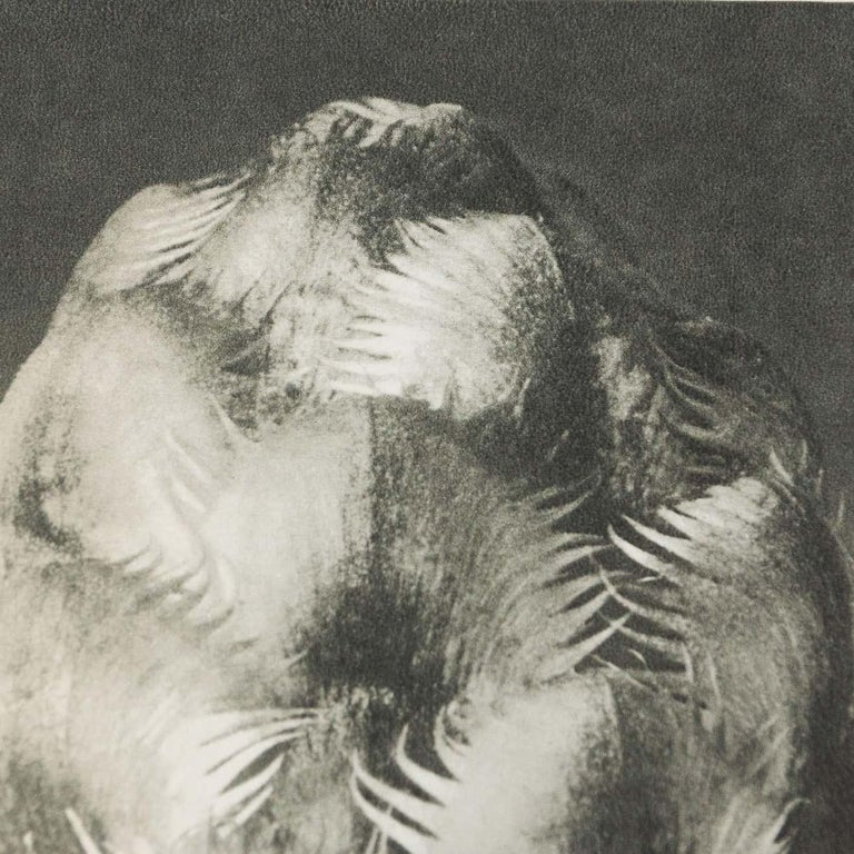 Karl Blossfeldt Black White Flower Photogravure Botanic Photography ...