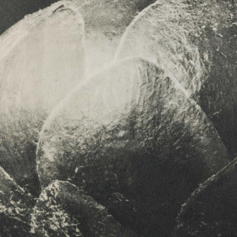 Karl Blossfeldt Black White Flower Photogravure Botanic Photography ...