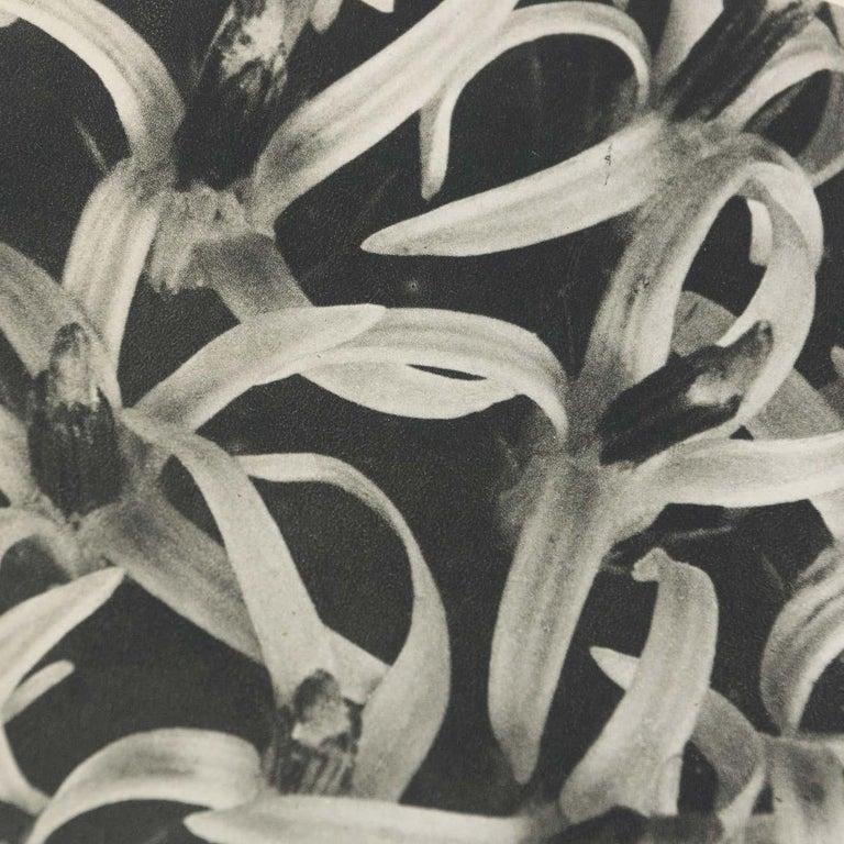 Karl Blossfeldt Black White Flower Photogravure Botanic Photography ...
