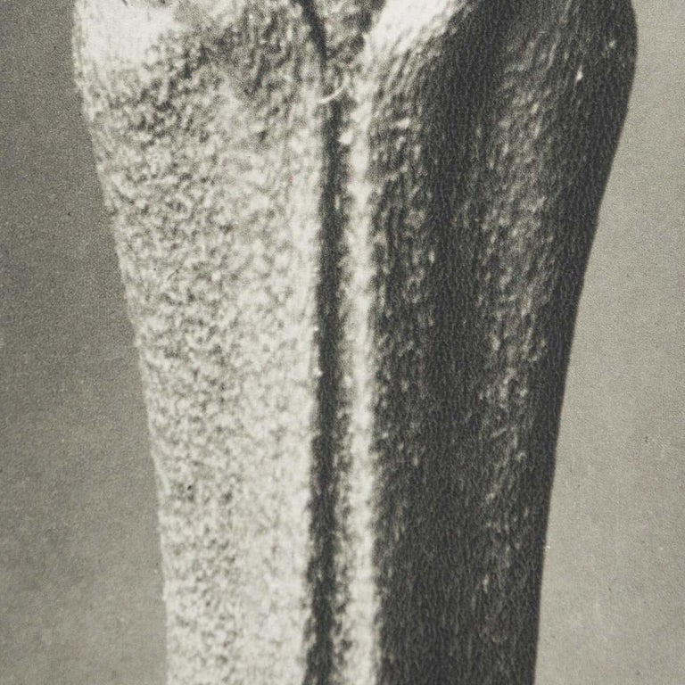 Karl Blossfeldt Black White Flower Photogravure Botanic Photography ...