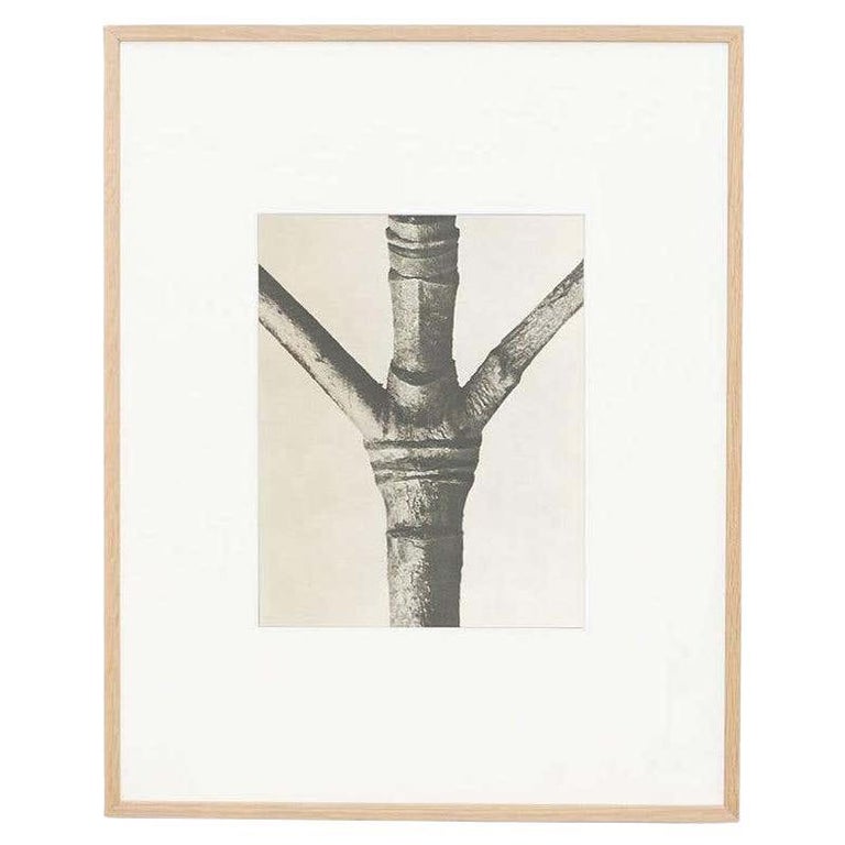 Karl Blossfeldt Black White Flower Photogravure Botanic Photography ...