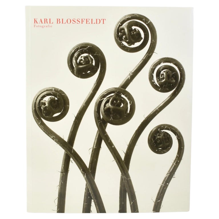 Karl Blossfeldt at 1stDibs