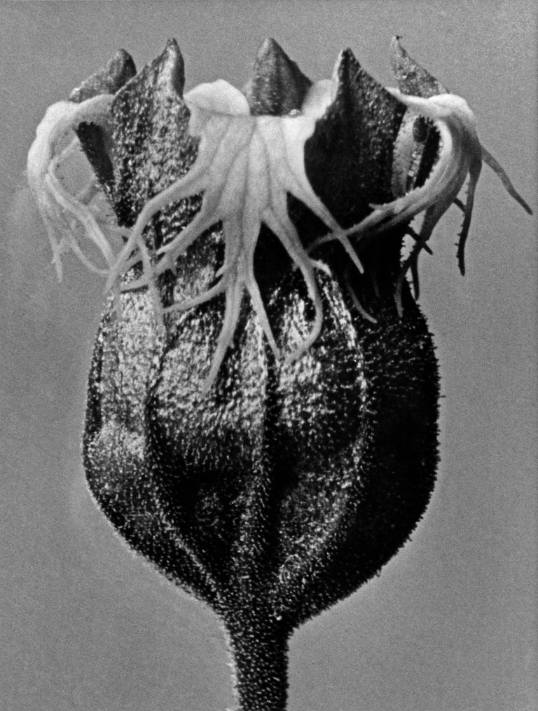 Karl Blossfeldt - Art Forms in Nature 8 For Sale at 1stDibs