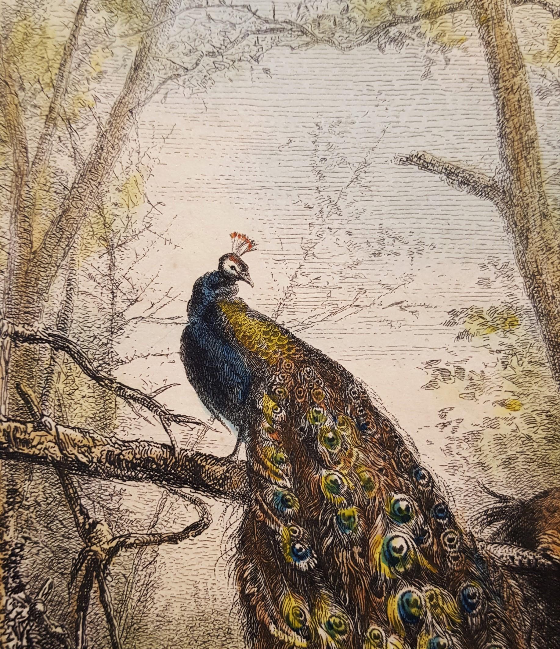 Karl Bodmer - Peacocks on a Bough at 1stDibs | annie lahn in with the old