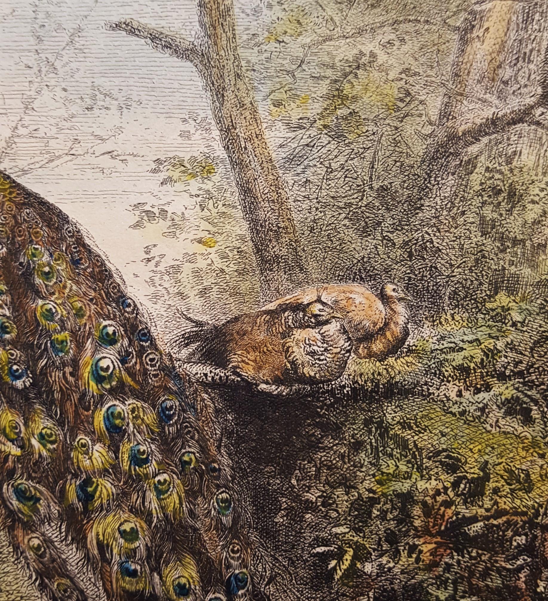 Karl Bodmer - Peacocks on a Bough at 1stDibs | annie lahn in with the old