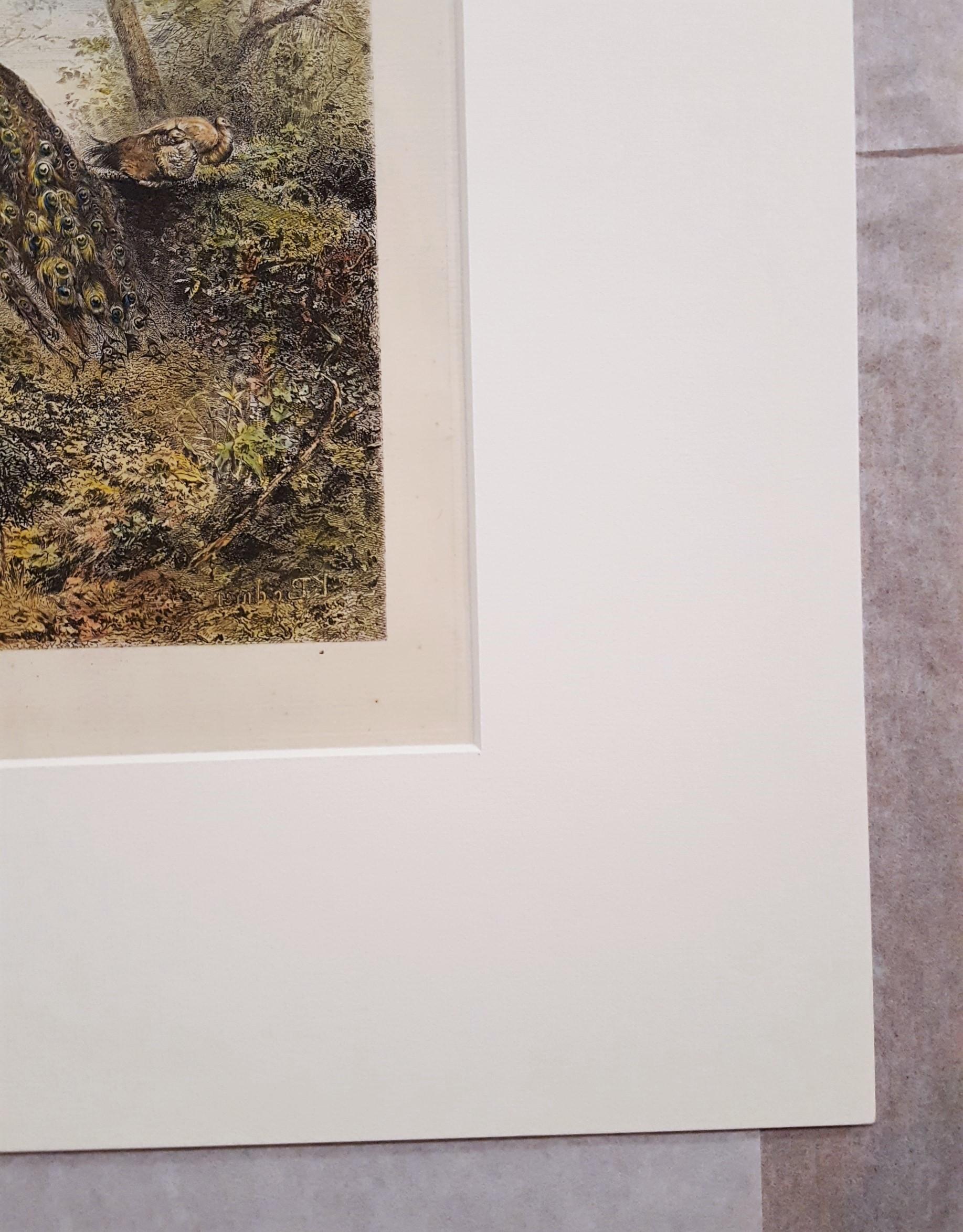 Karl Bodmer - Peacocks on a Bough at 1stDibs | annie lahn in with the old