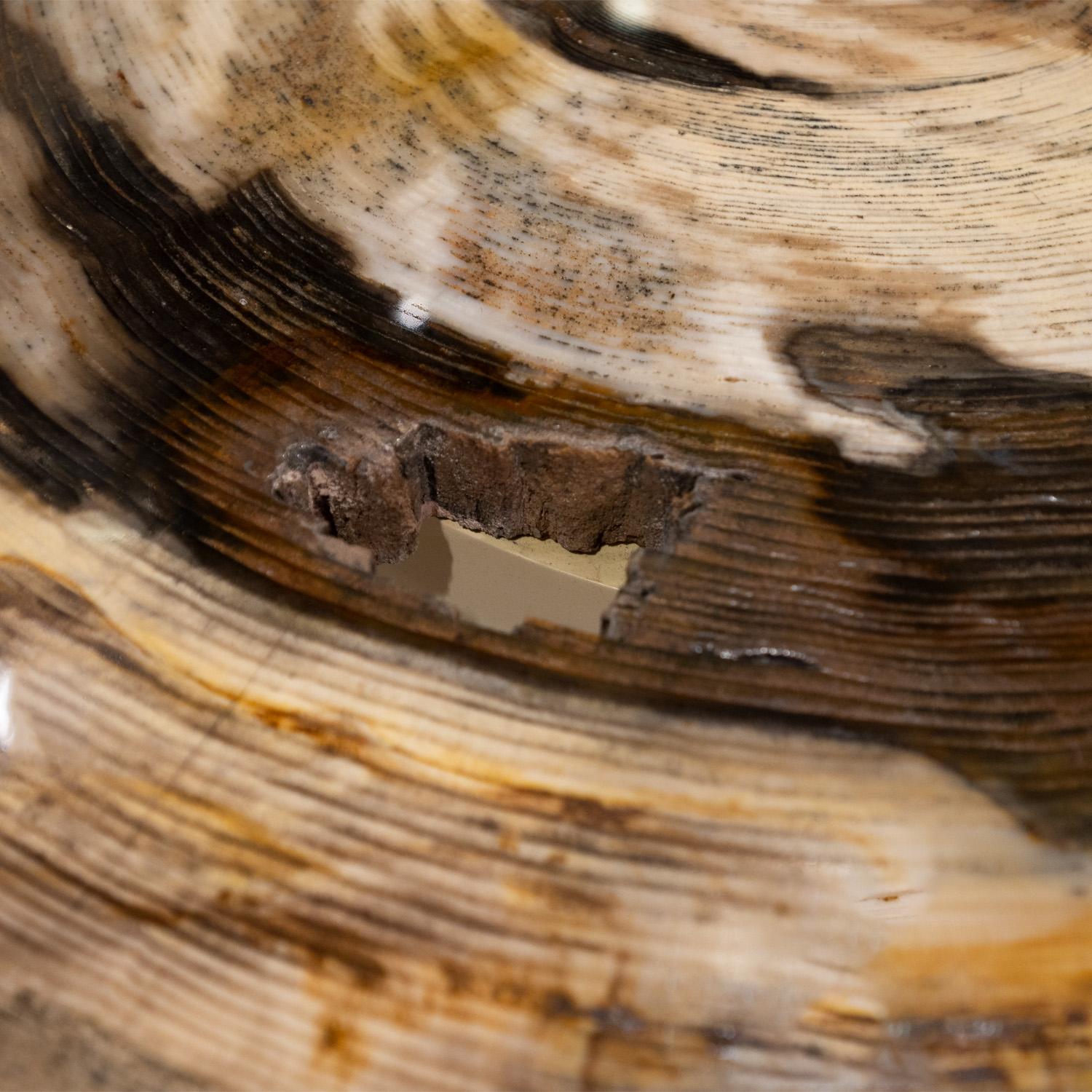 Karl Springer Exceptional Petrified Wood Coffee Table, 1980s at 1stDibs