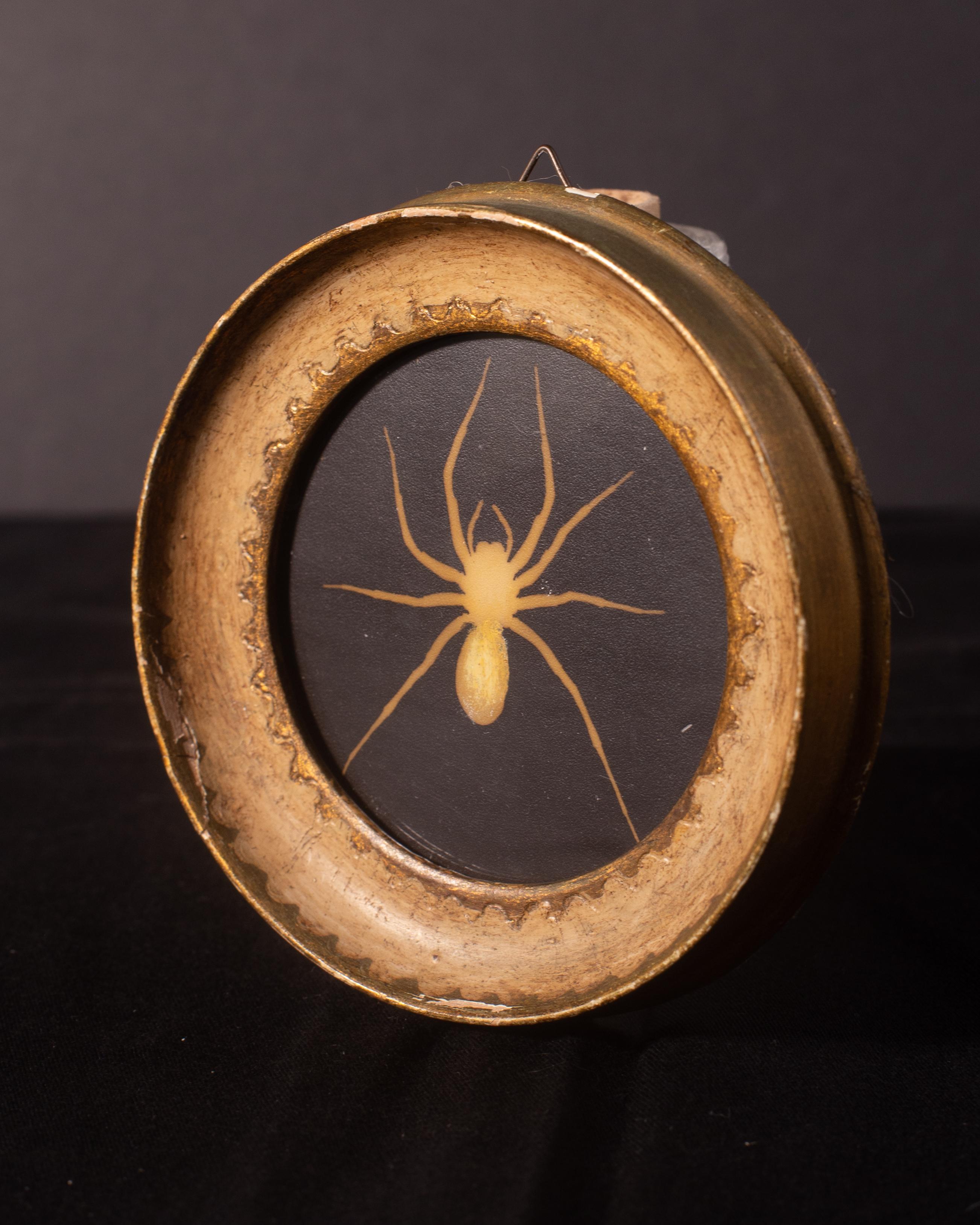 Kate Breakey - Brown Fiddle Spider For Sale at 1stDibs | kate spider