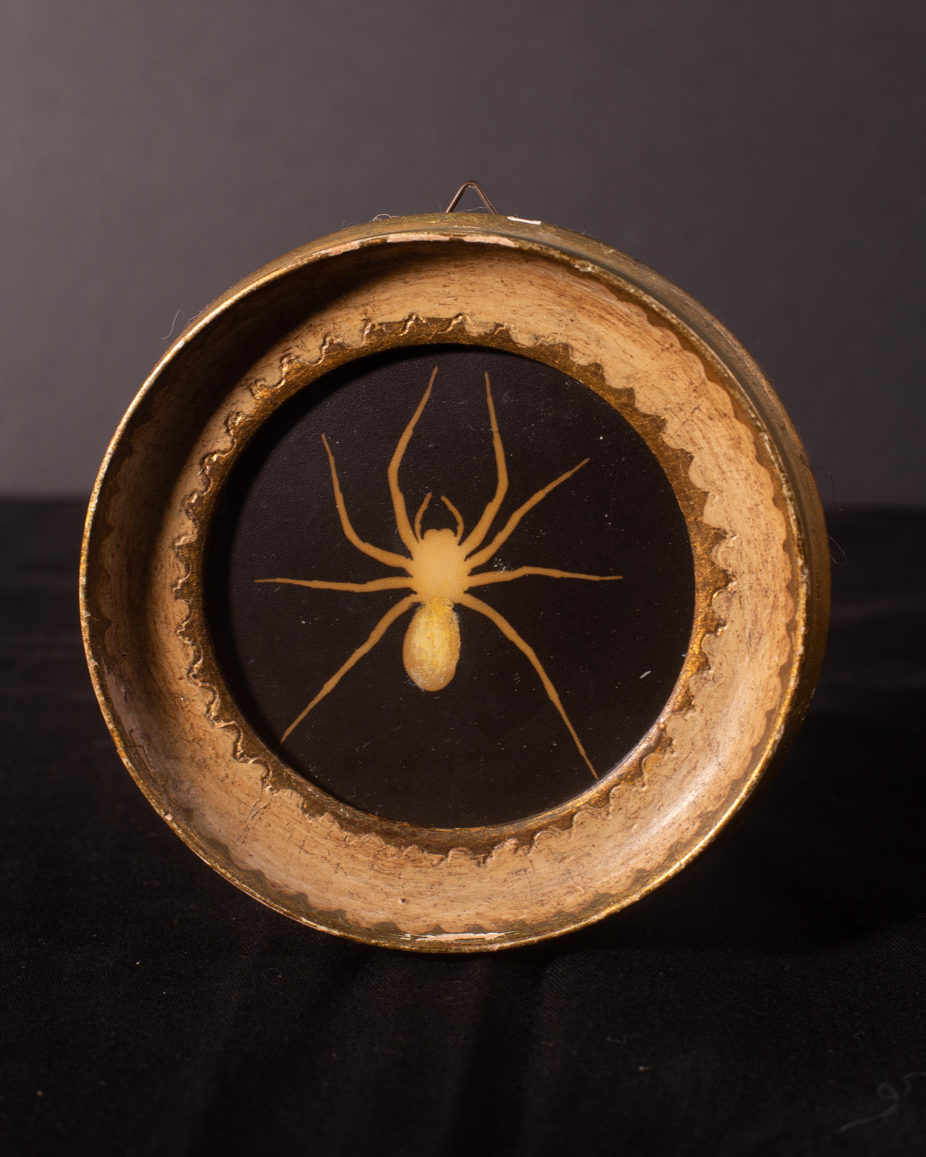 Kate Breakey - Brown Fiddle Spider For Sale at 1stDibs | kate spider