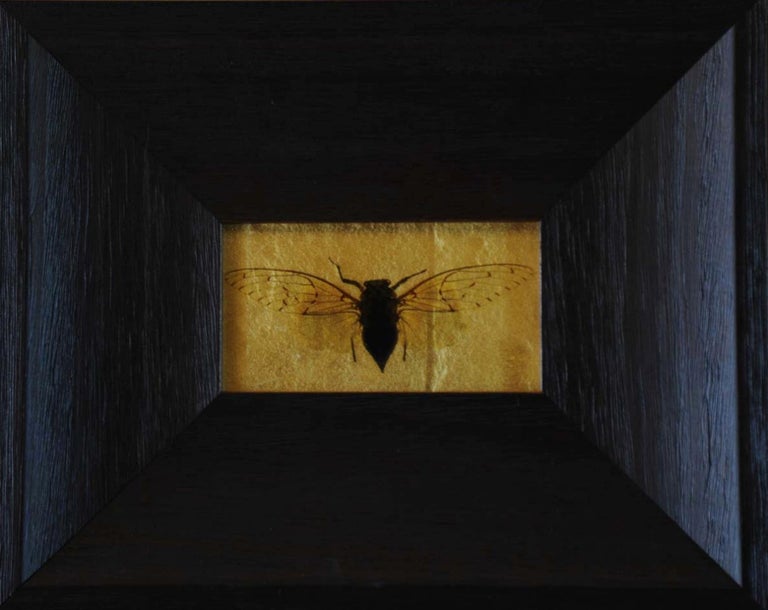 Kate Breakey - Cicada For Sale at 1stDibs