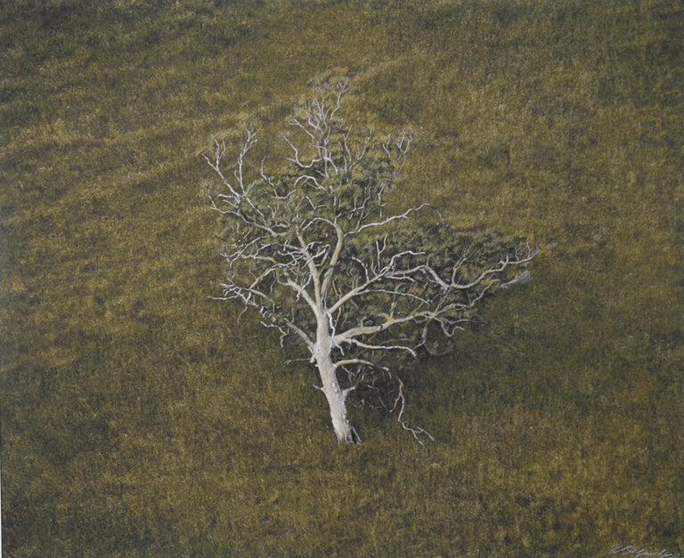 Kate Breakey - Eucalyptus Tree, Hillside, South Australia For Sale at ...