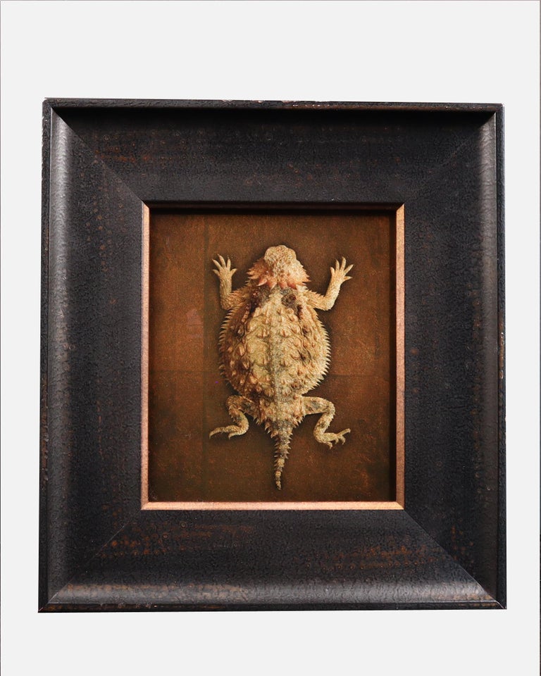 Kate Breakey - Horny Toad Lizard For Sale at 1stDibs | breakeys, kate ...