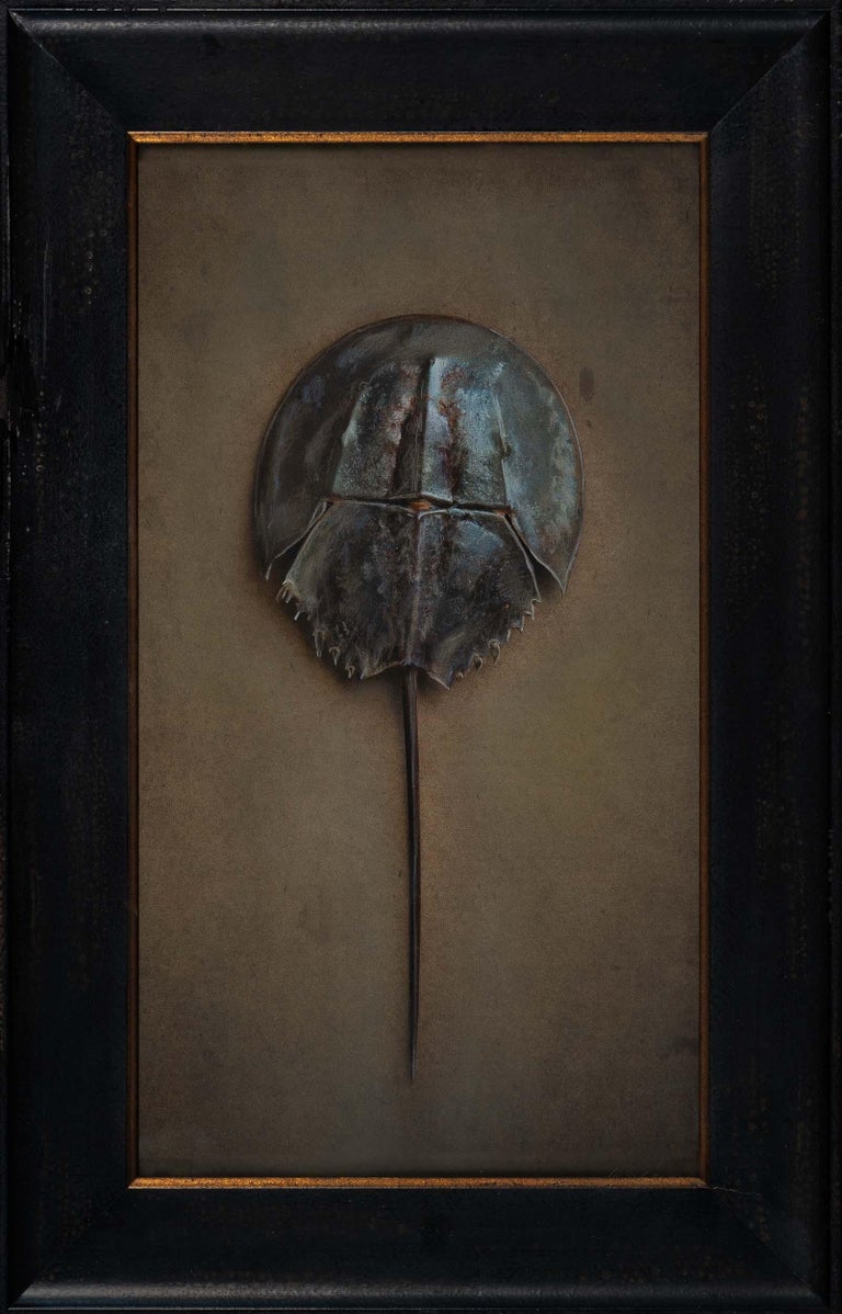 Kate Breakey - Horseshoe Crab For Sale at 1stDibs