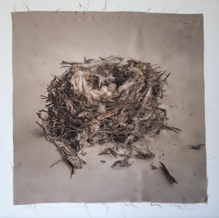 Kate Breakey - Nest 32 For Sale at 1stDibs
