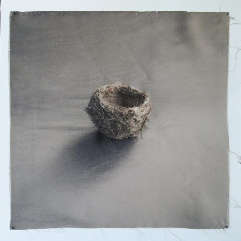 Kate Breakey - Nest 35 For Sale at 1stDibs