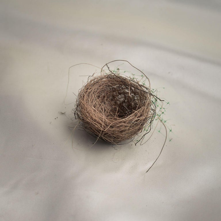 Kate Breakey - Nest I For Sale at 1stdibs