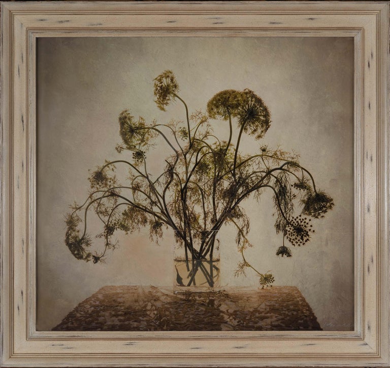 Kate Breakey - Queen Anne's Lace For Sale at 1stDibs