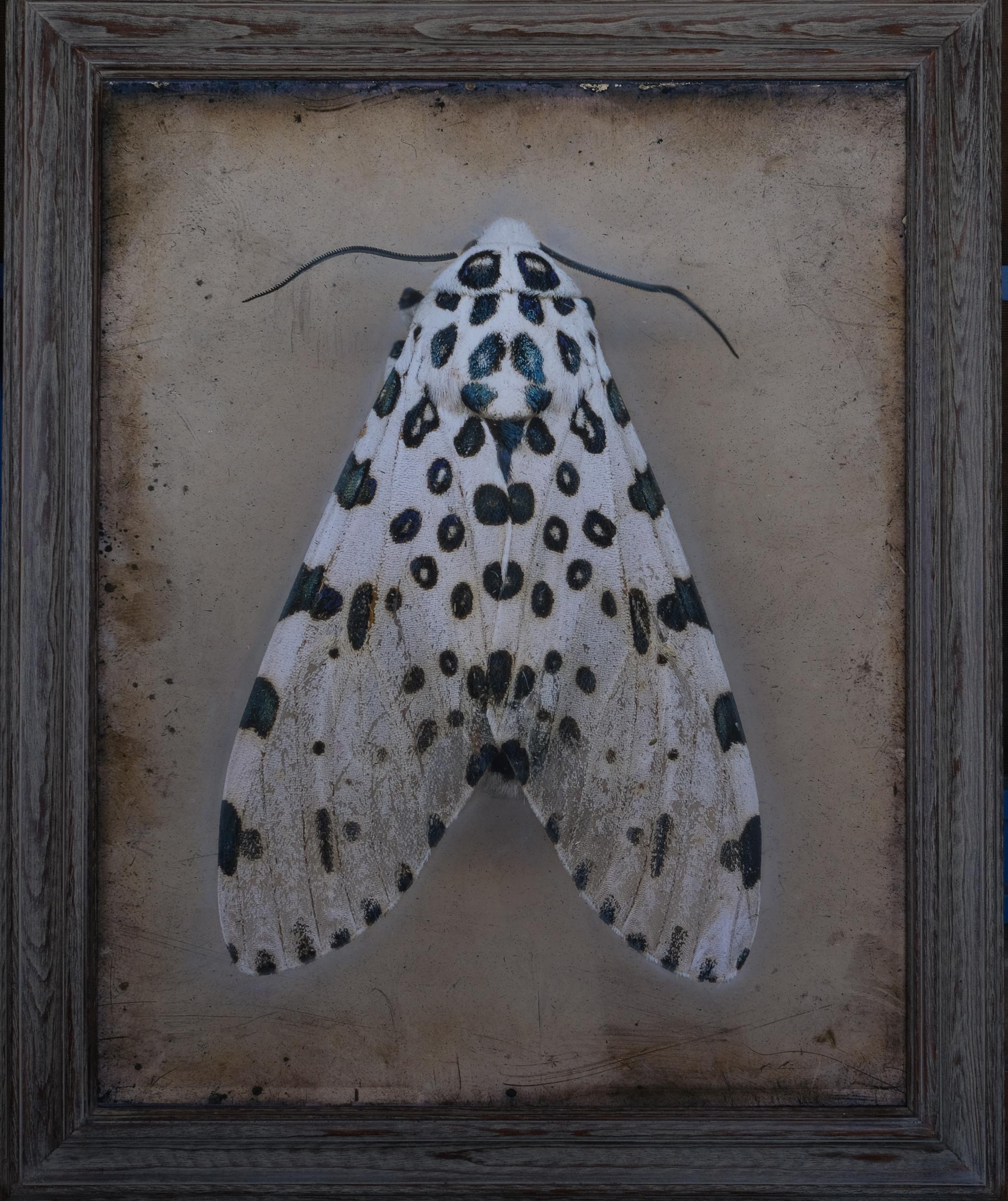 Kate Breakey Art - 187 For Sale at 1stDibs | kate breakey art for sale ...