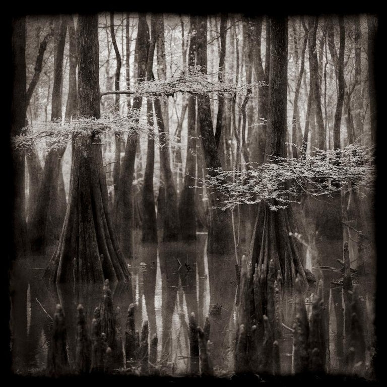 Keith Carter b.1948 - Baygall Study #2 For Sale at 1stDibs