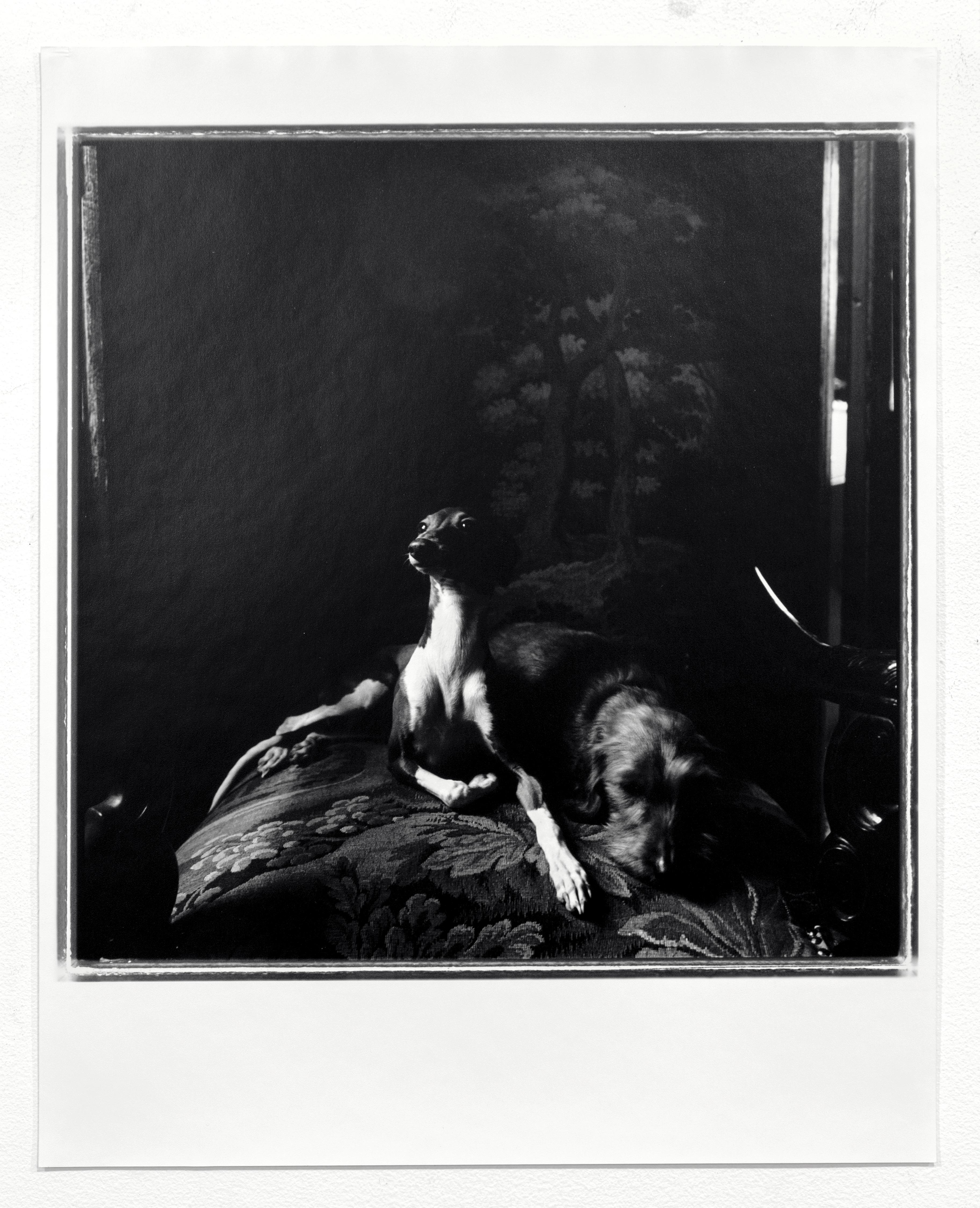 Keith Carter b.1948 Photography - 113 For Sale at 1stdibs