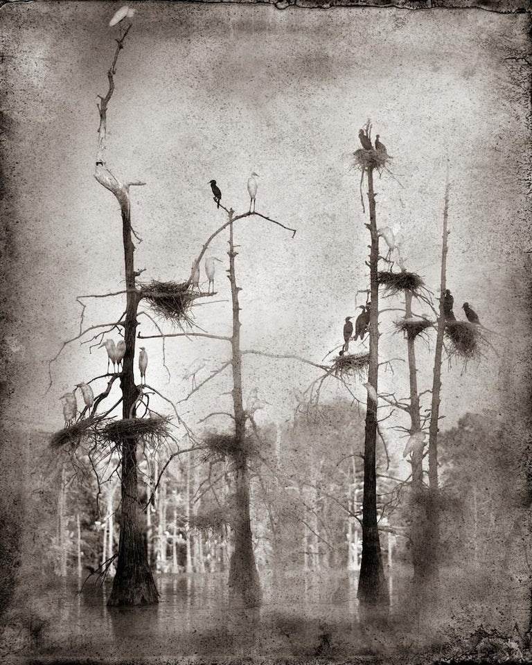 Keith Carter b.1948 - Rookery Study #4 For Sale at 1stDibs