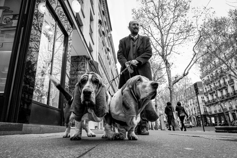 Keith Ladzinski - The Hounds For Sale at 1stDibs