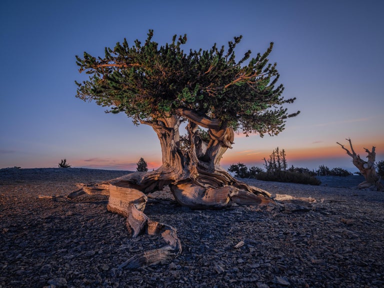 Keith Ladzinski - The Treasure Tree For Sale at 1stDibs