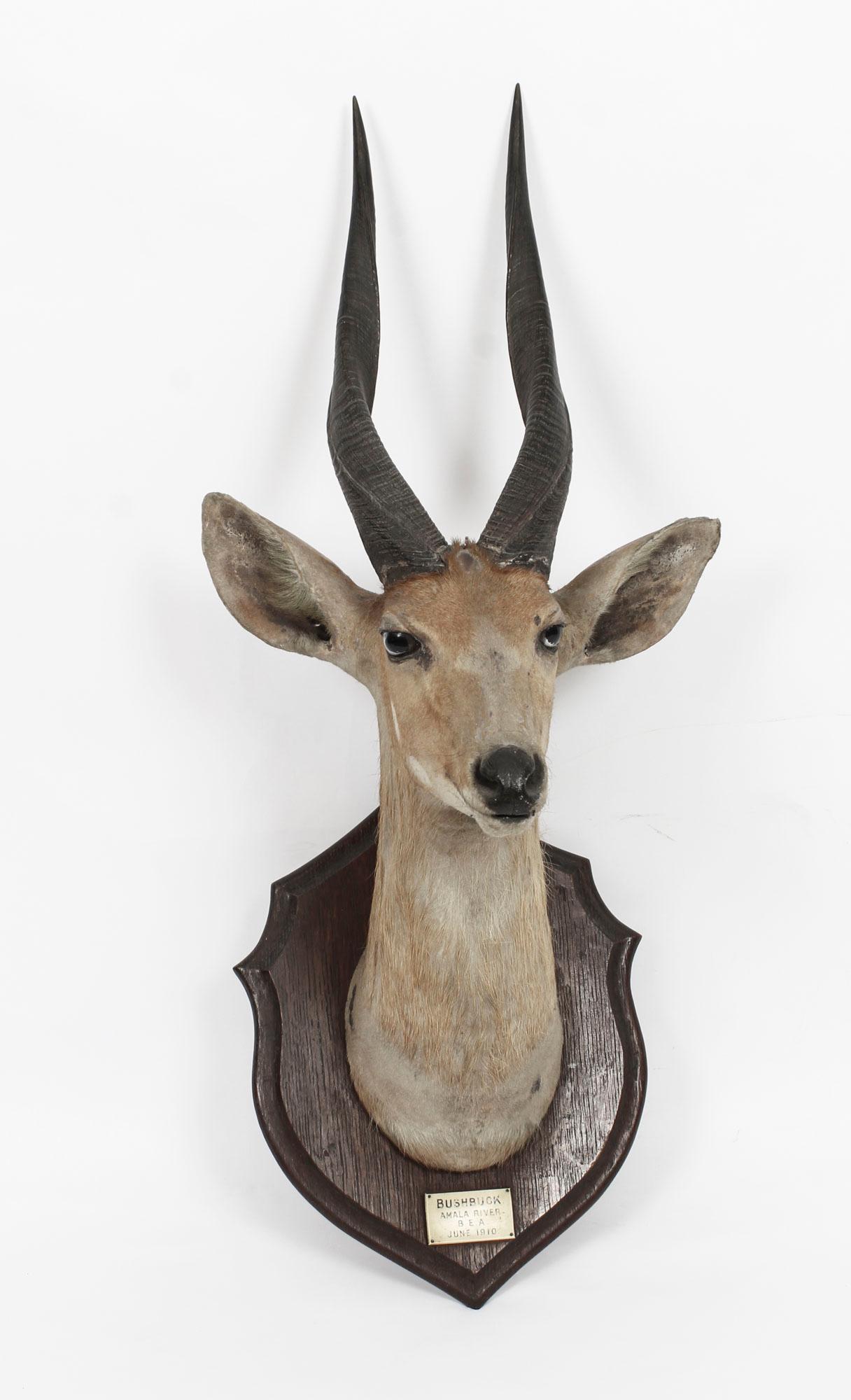 Kenyan Mounted Taxidermy Bushbuck Hunting Trophy Dated 1910 at 1stDibs ...
