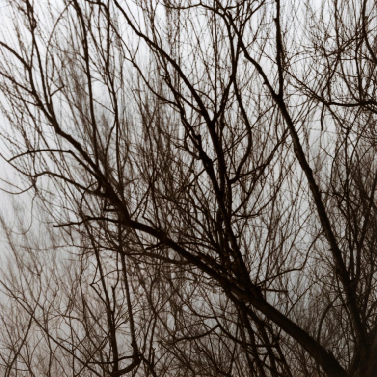 Kimberly Schneider Photography - Entanglement #1 (The Embrace) - FRAMED ...