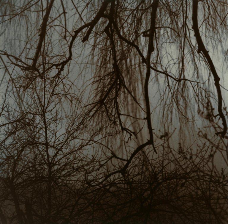 Kimberly Schneider Photography - Entanglement #2- contemporary black ...