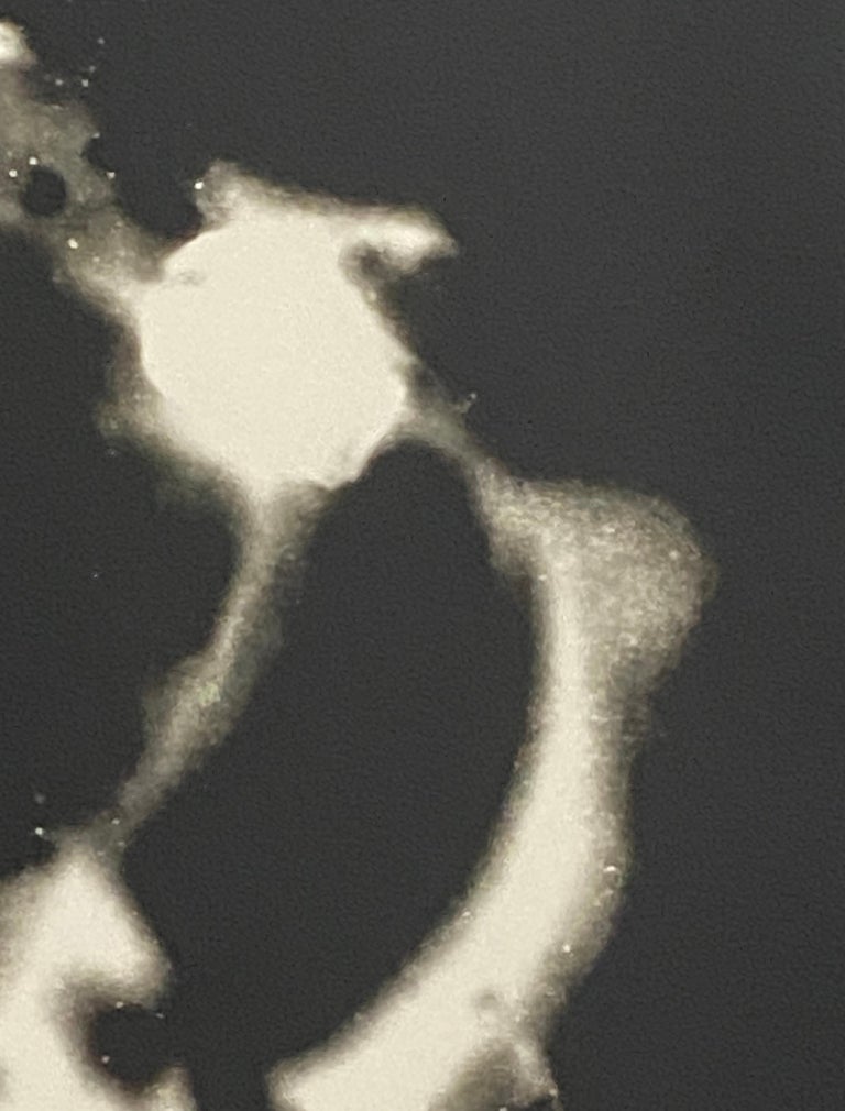 Kimberly Schneider Photography - Music of the Night- unique ...