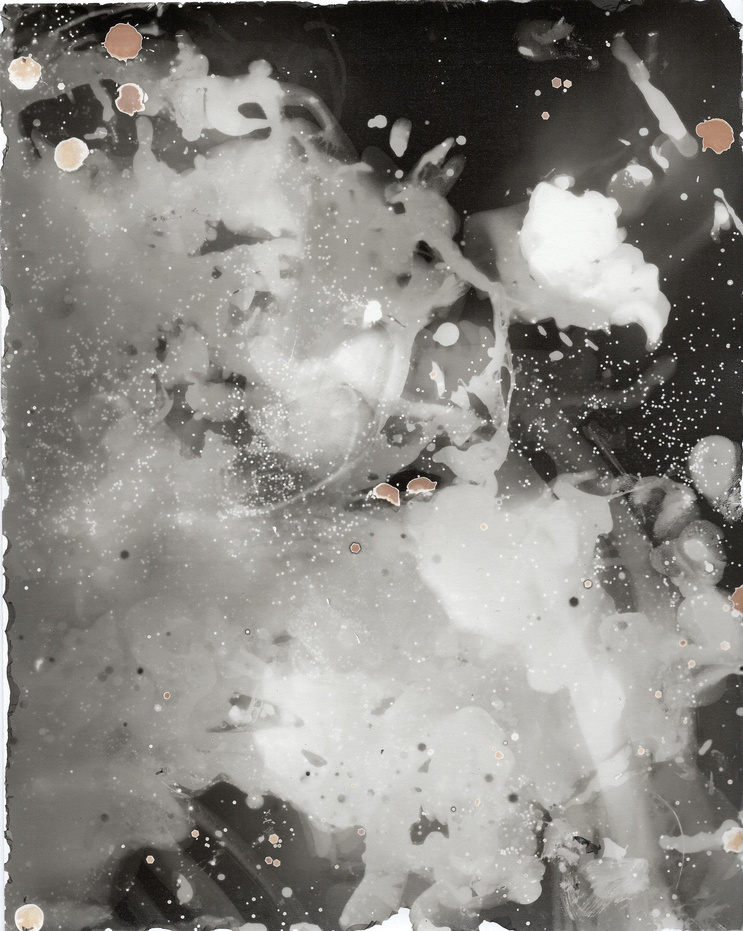 Kimberly Schneider Photography - Rosewater - unique contemporary flower ...