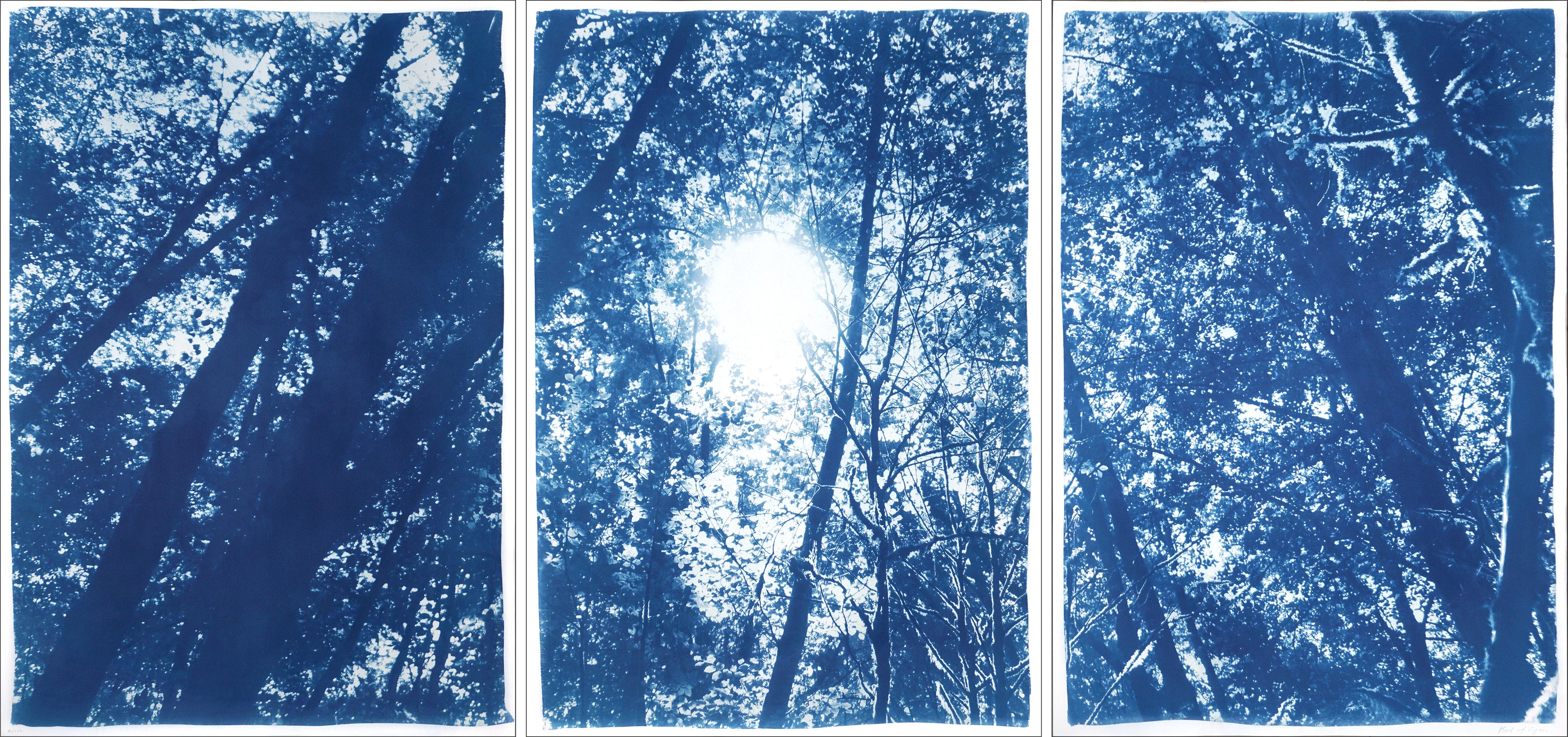 Kind of Cyan - Forest Triptych, Looking Up Through The Trees, Blue ...