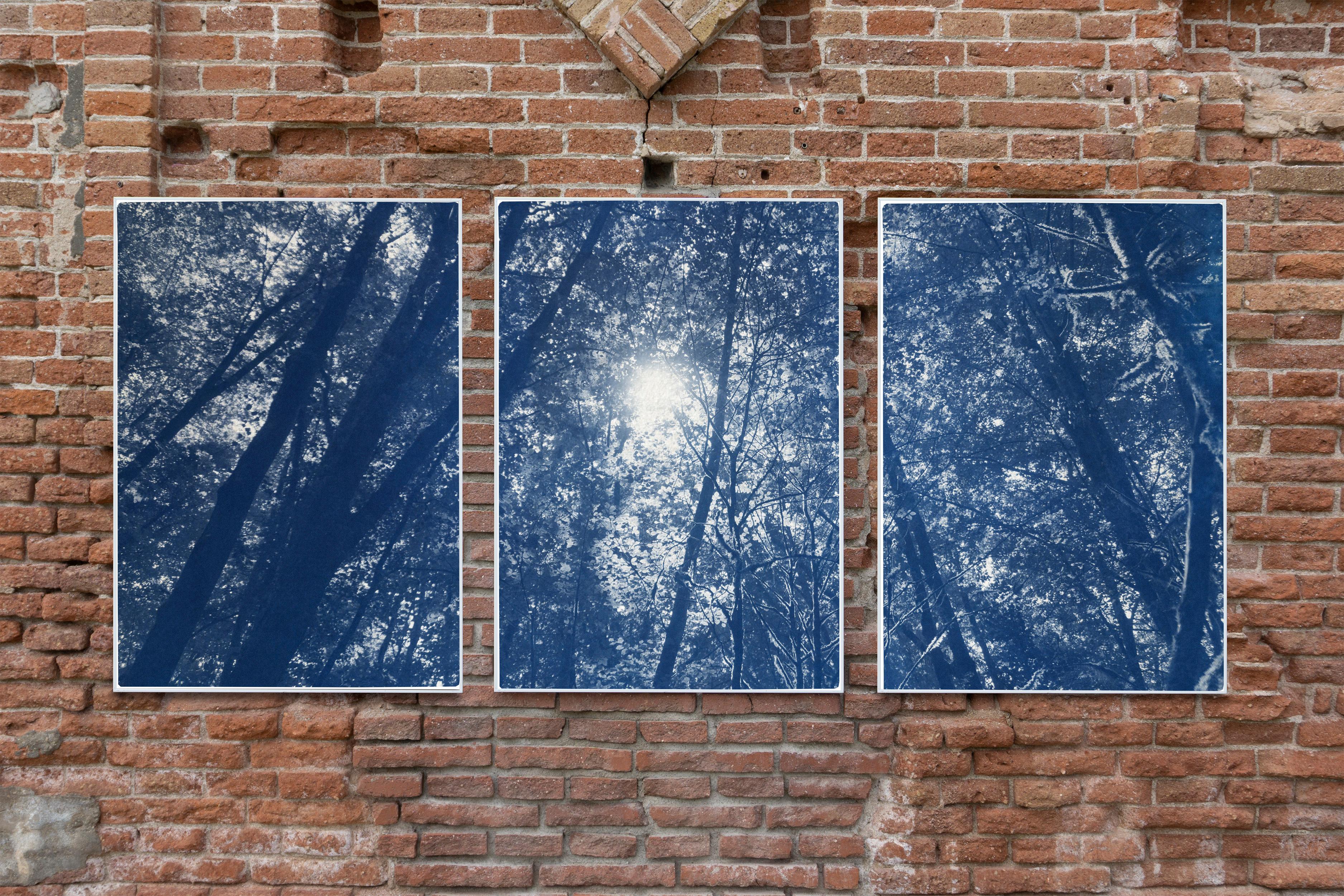 Kind of Cyan - Forest Triptych, Looking Up Through The Trees, Blue ...