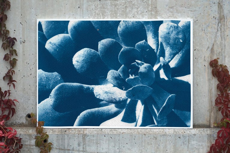 Kind of Cyan - Botanical Cyanotype of Plant Fractal Leaves, Blue Tones ...