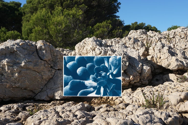 Kind of Cyan - Botanical Cyanotype of Plant Fractal Leaves, Blue Tones ...