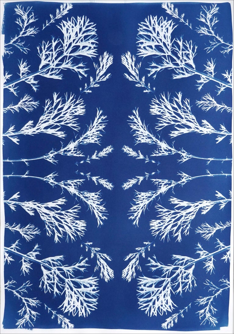 Kind of Cyan - Classic Botanical Cyanotype, Handmade Using Natural ...