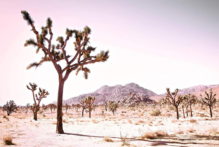 Kristin Hart - California Desert - Rose at 1stDibs