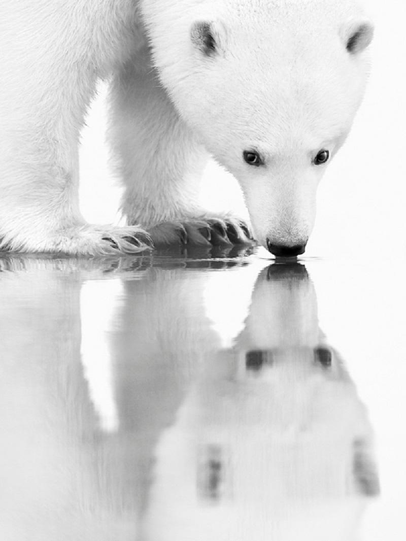 Raphael Macek - Equestrian Beauty #9 (Photography, Horse Portrait) For ...