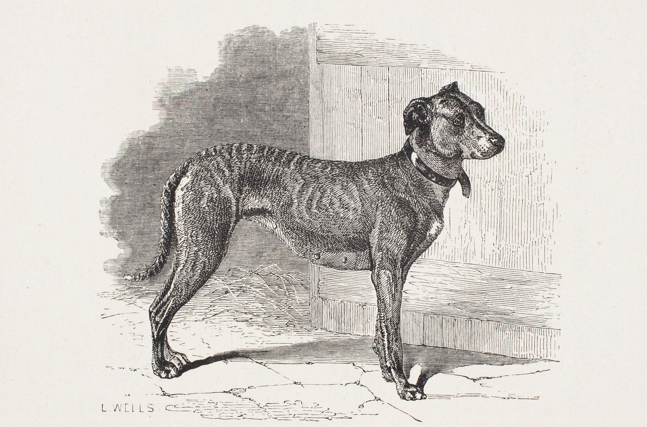 L. Wells - "Half-and-Half, " First Cross from the Bulldog For Sale at ...