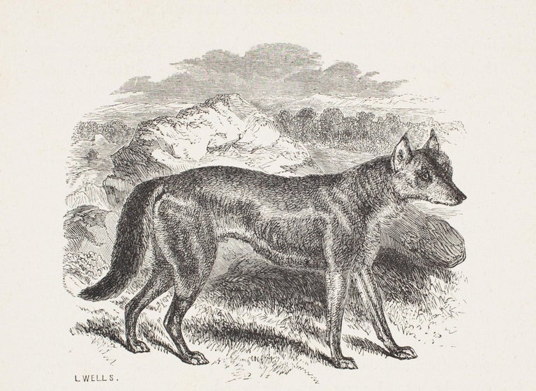 L. Wells - The Wolf For Sale at 1stDibs