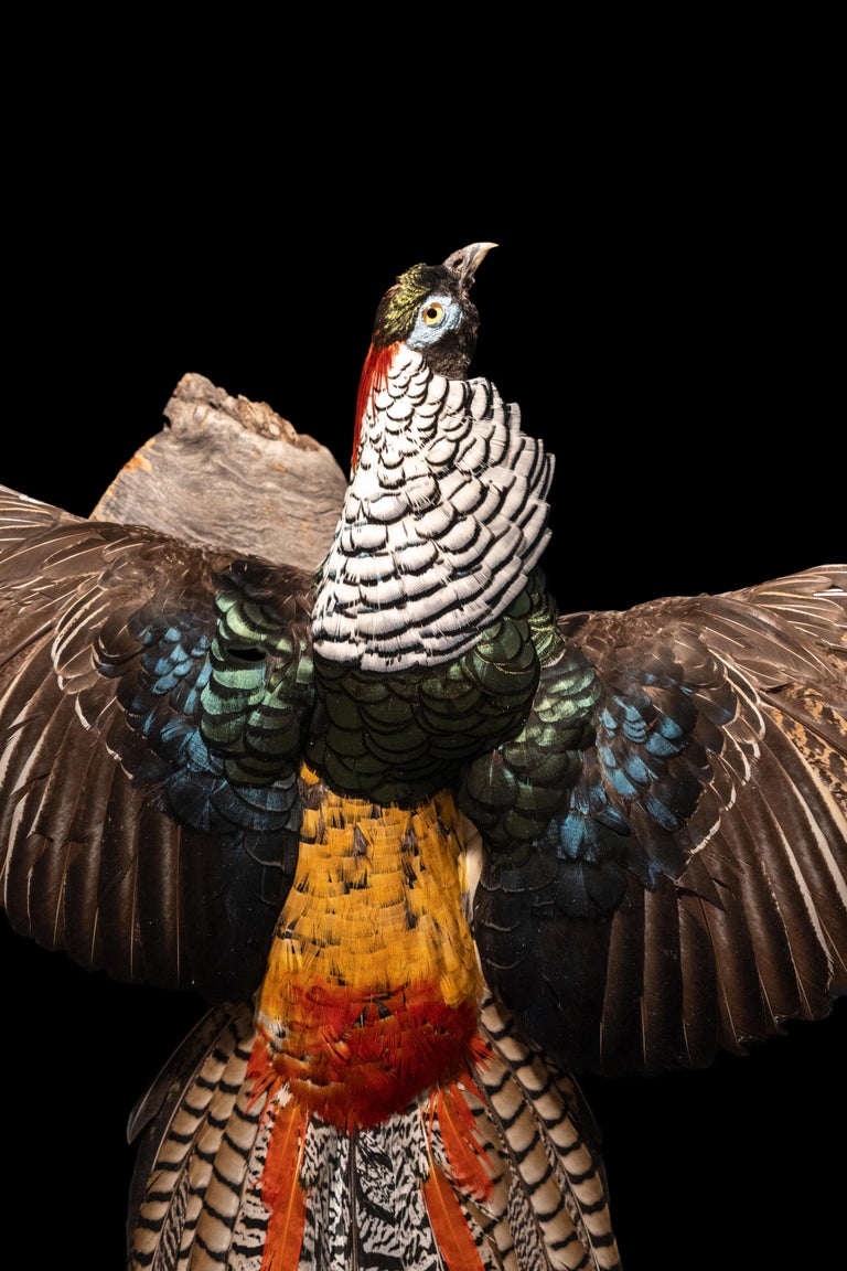 Lady Amherst Pheasant Wall Mounted Taxidermy Specimen For Sale at 1stDibs