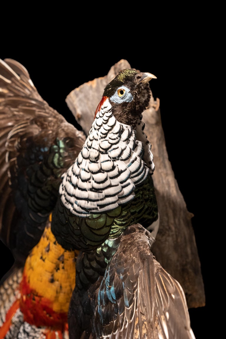 Lady Amherst Pheasant Wall Mounted Taxidermy Specimen For Sale at 1stDibs