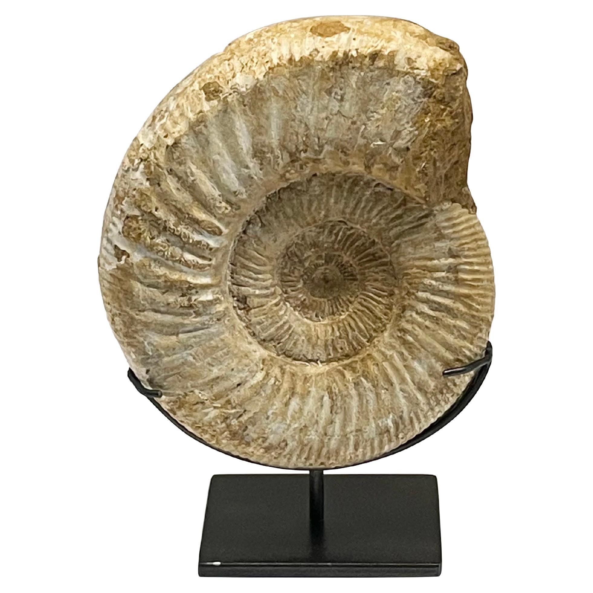 Fossilized Ammonite Cephalopod Shell For Sale at 1stDibs