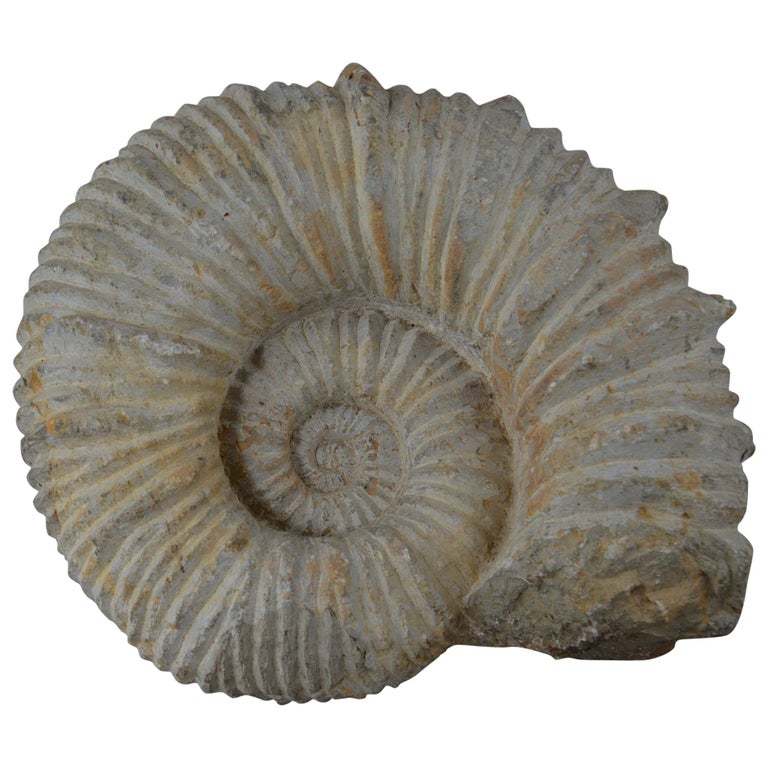 Large Ammonite, Genuine Fossil For Sale at 1stDibs
